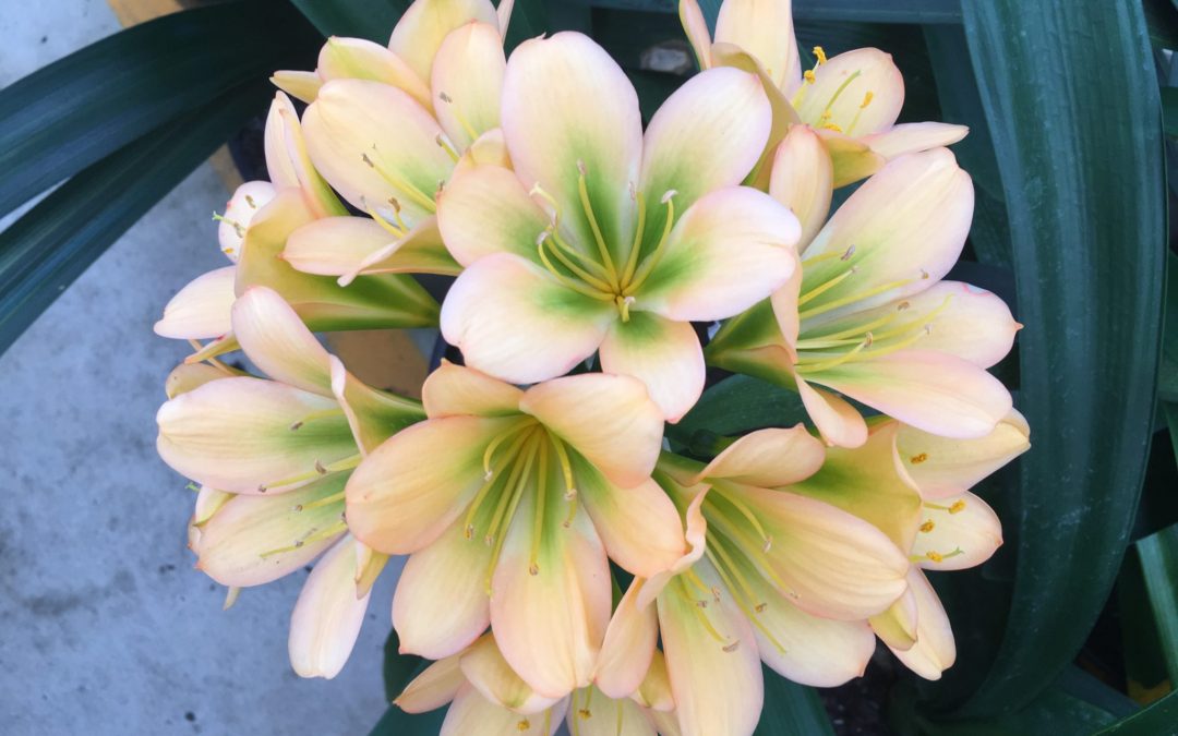 Light peach Clivia with green centre - Nick's Clivias