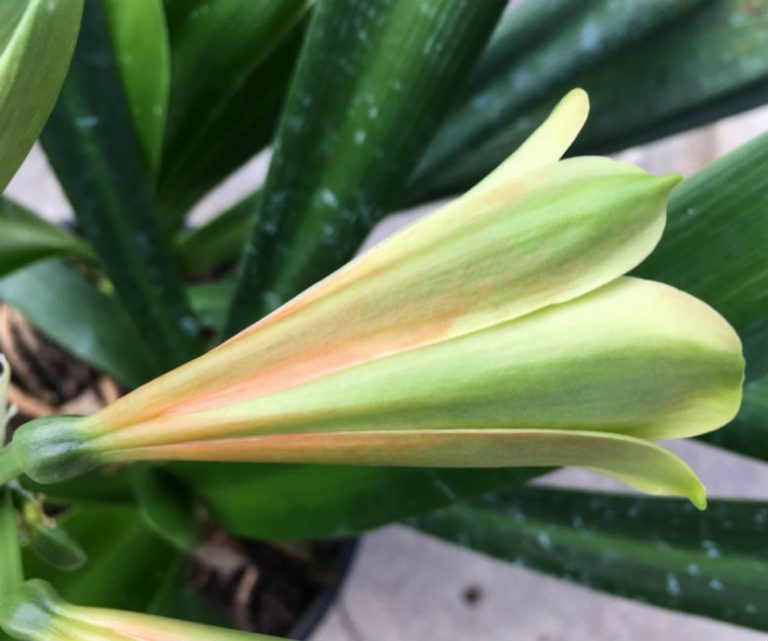SH11 'Bronzed Green Girl' A superb rare Clivia Interspecific - Nick's ...