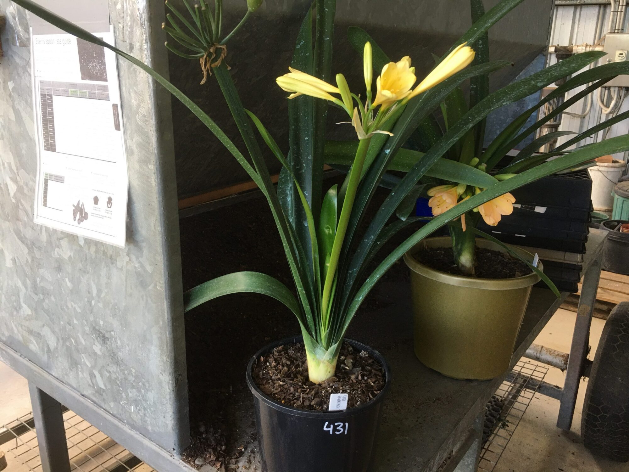 SH431 Yellow Clivia miniata - Nick's Clivias SH431 Yellow Clivia miniata - Nick's Clivias