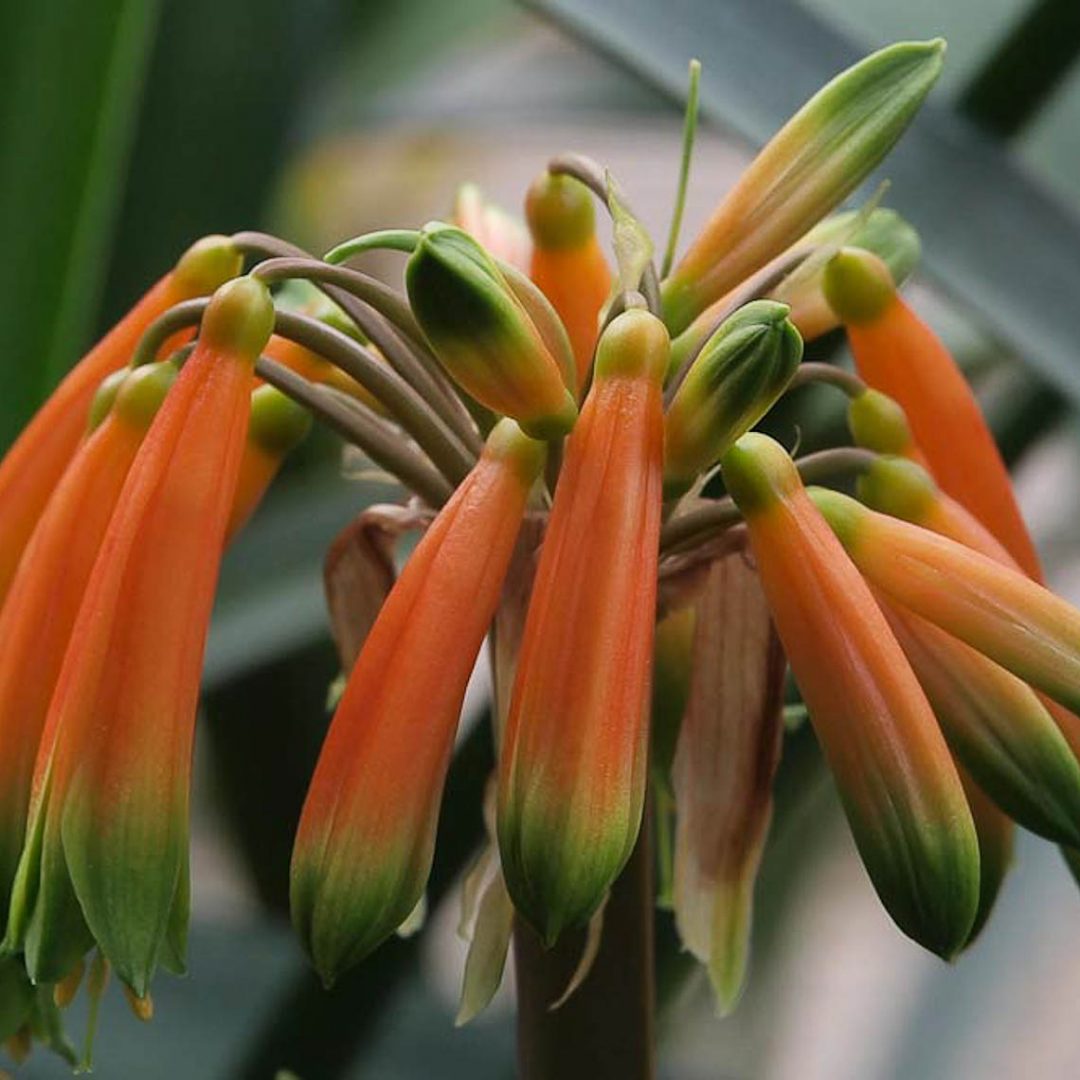 Clivia gardenii - Nick's Clivias