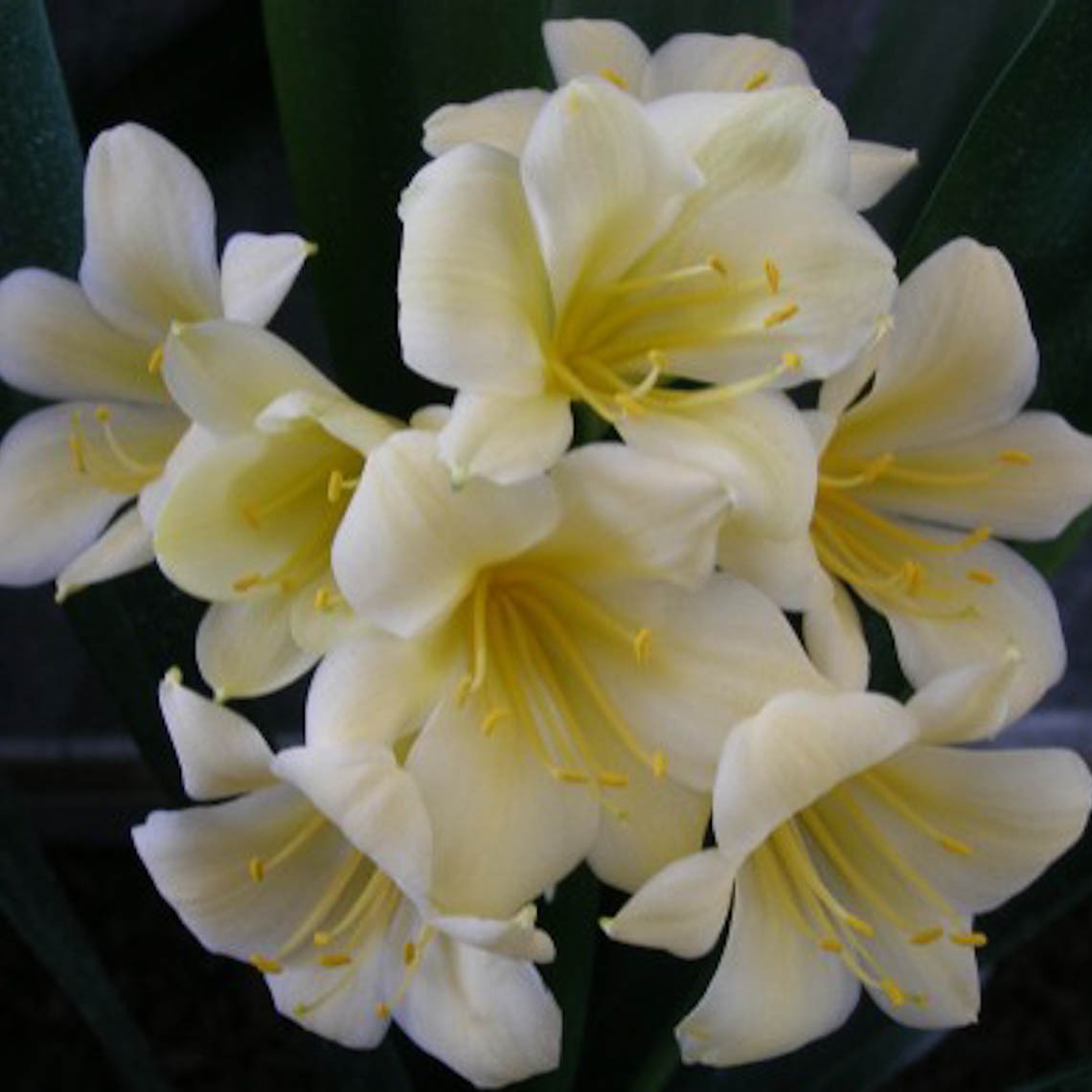 SH 85 Very pale cream/yellow Clivia miniata - Nick's Clivias