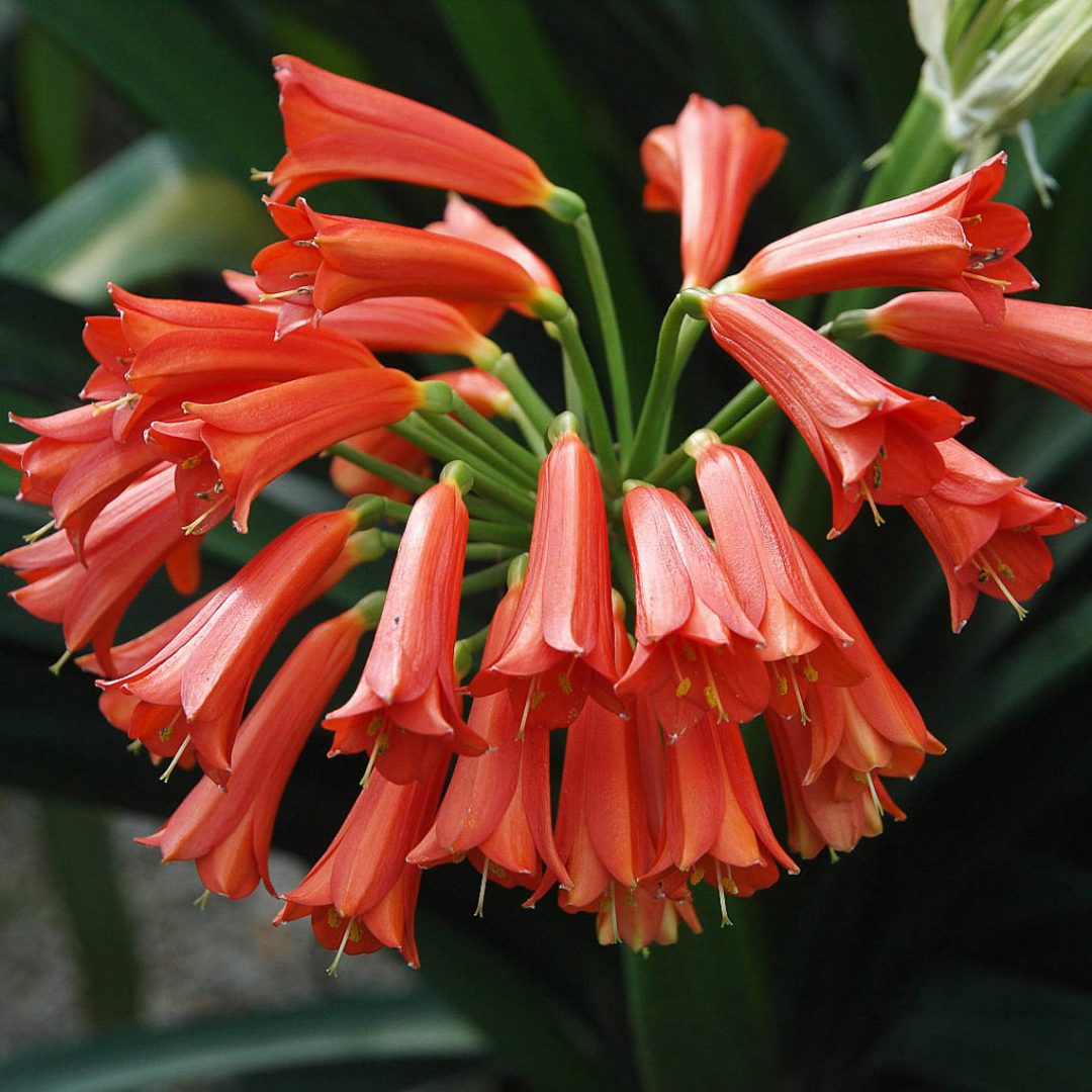 SH284 Interspecific - Nick's Clivias